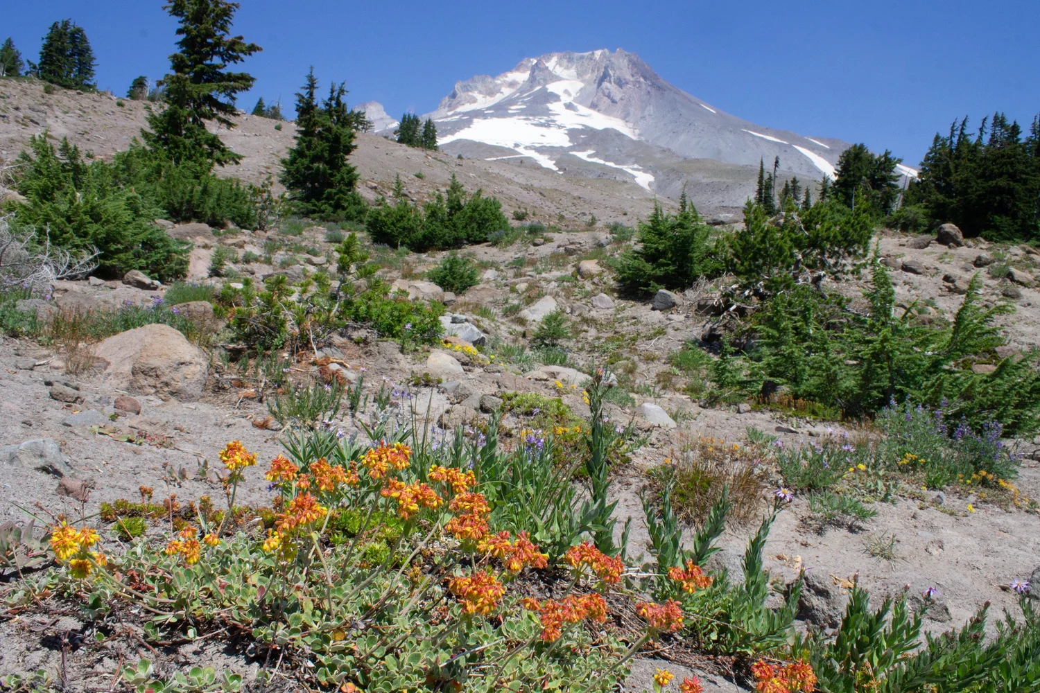 Hike to Silcox Hut on Mt Hood — Pines and Vines