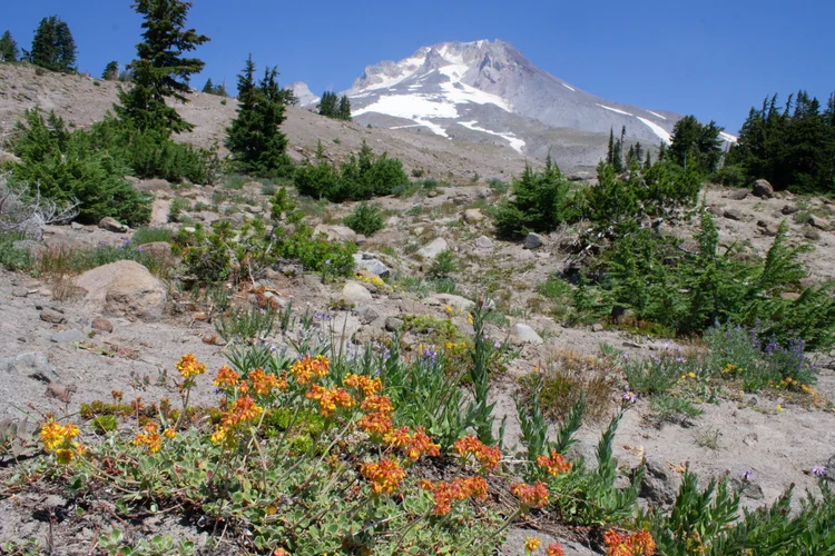Hike to Silcox Hut on Mt Hood — Pines and Vines