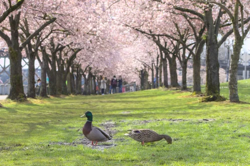 10 Best Flower Farms and Festivals near Portland — Pines and Vines