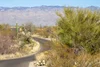 10 Fun Things to Do in Saguaro National Park — Pines and Vines