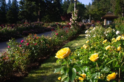 Quick Guide to the Portland Rose Garden — Pines and Vines