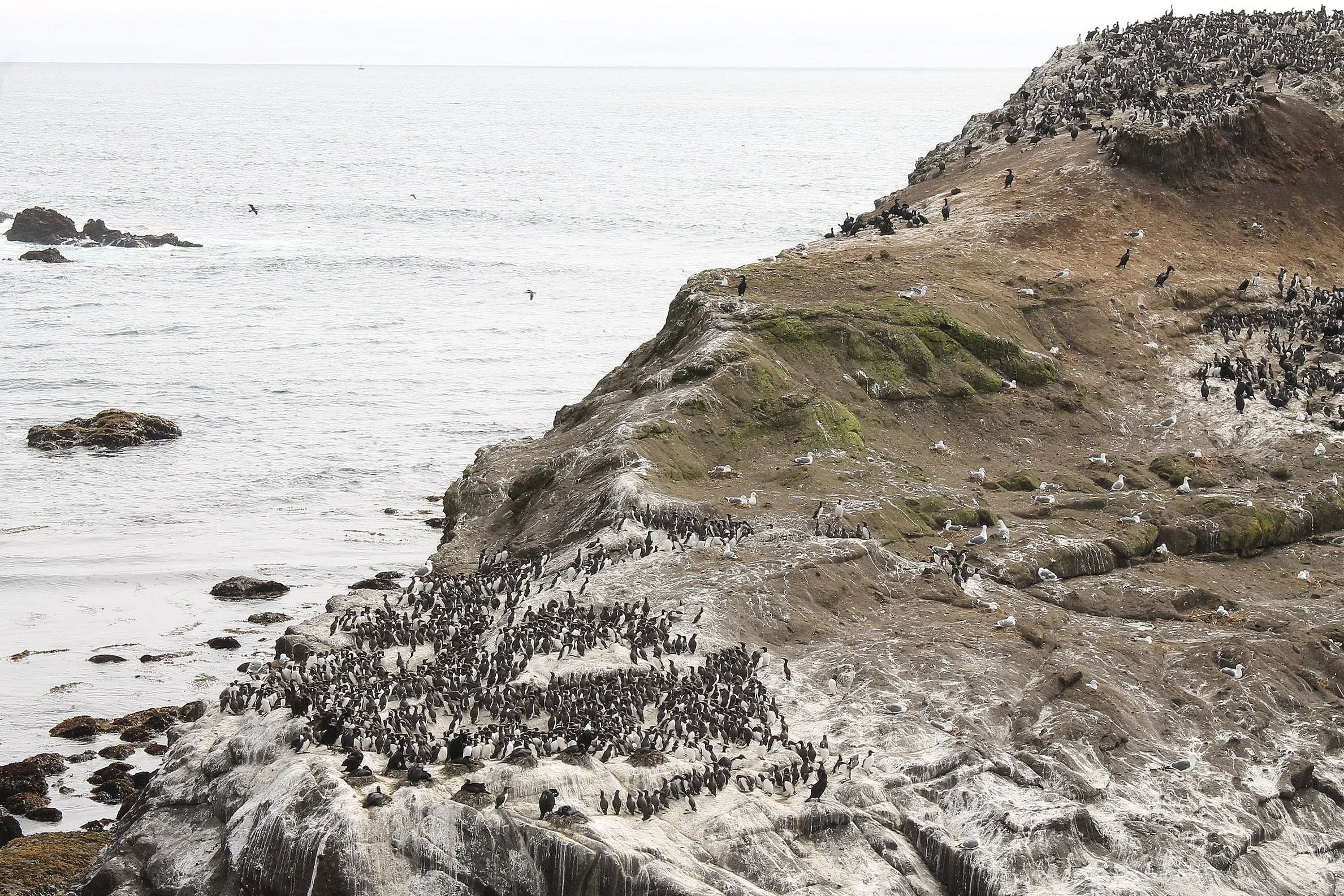 Amazing Wildlife of the Oregon Coast (and where to see it! — Pines and ...