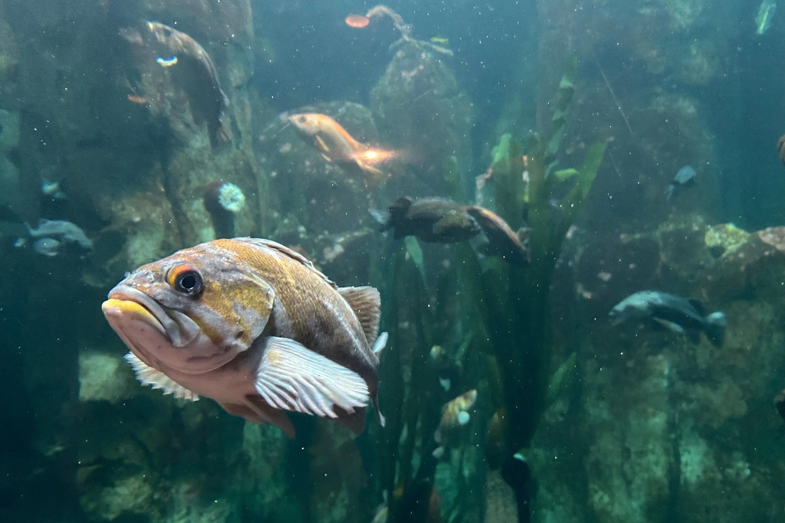 Quick Guide to the Oregon Coast Aquarium in Newport — Pines and Vines