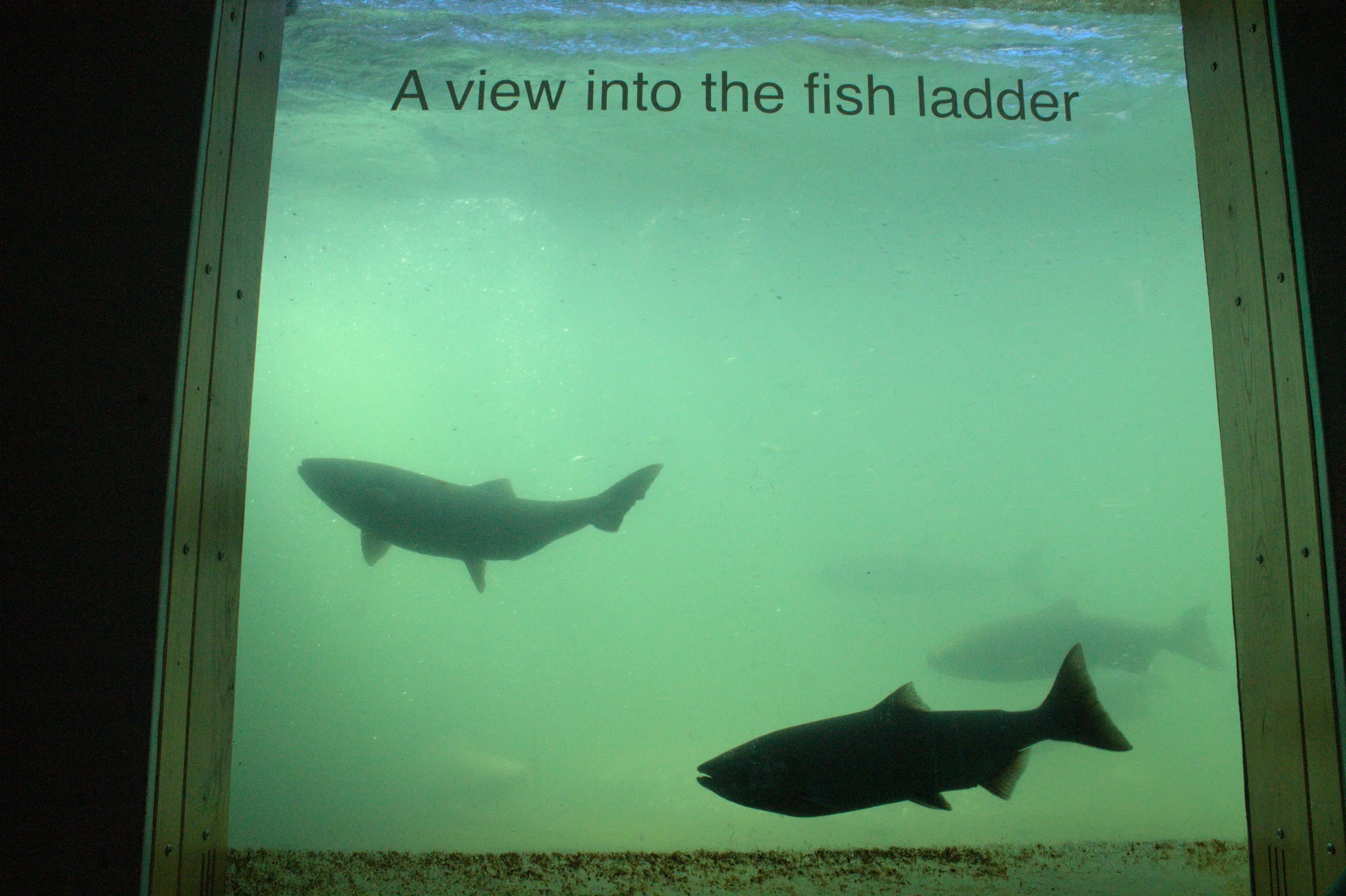 How to Watch the Salmon Migrate at Bonneville Dam — Pines and Vines