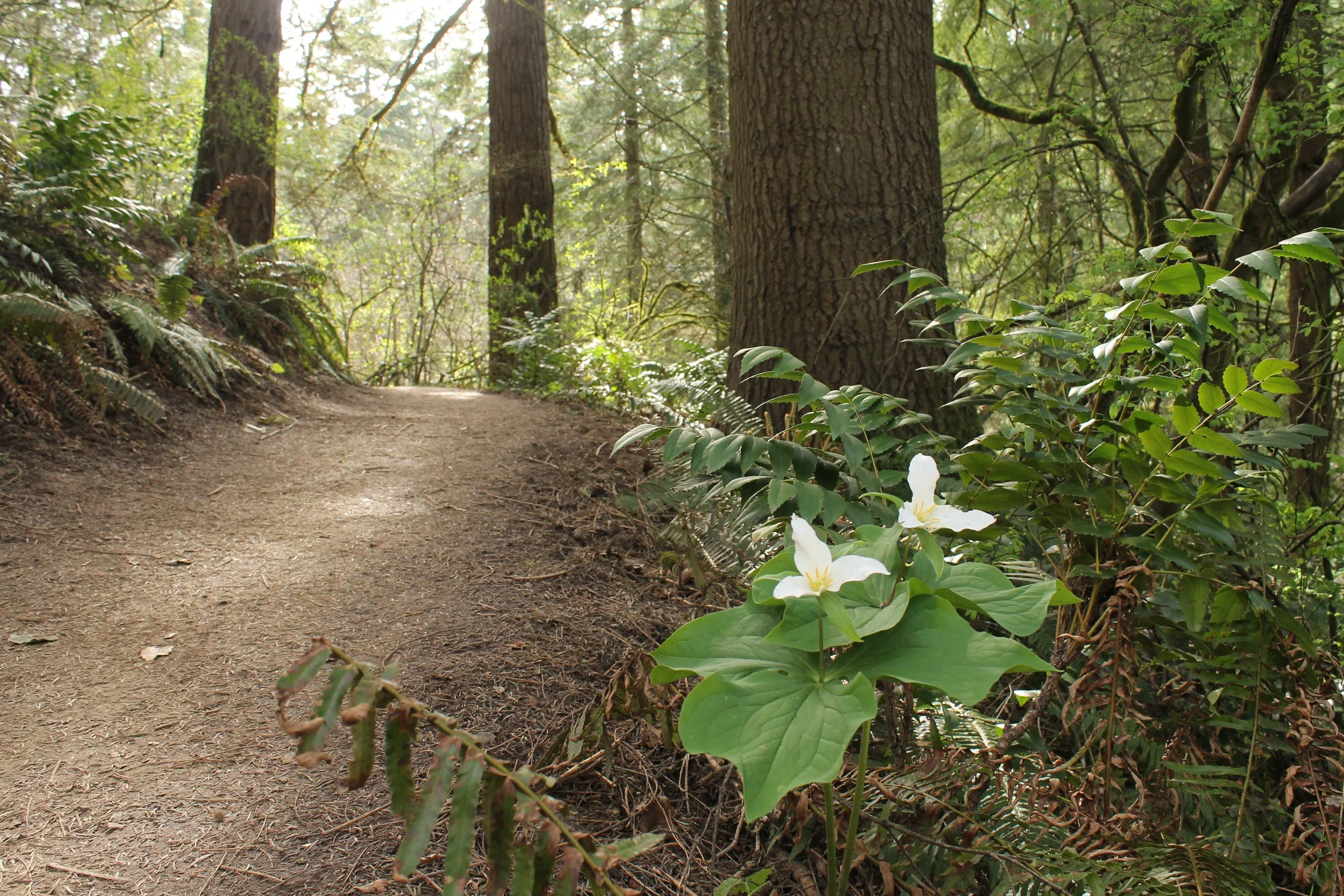 10 Stunning Wildflower Hikes in Portland — Pines and Vines