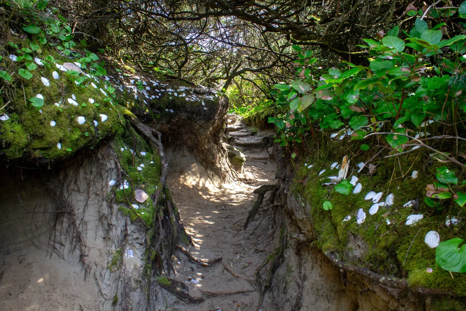 10 Stunning Secret Beaches on the Oregon Coast — Pines and Vines