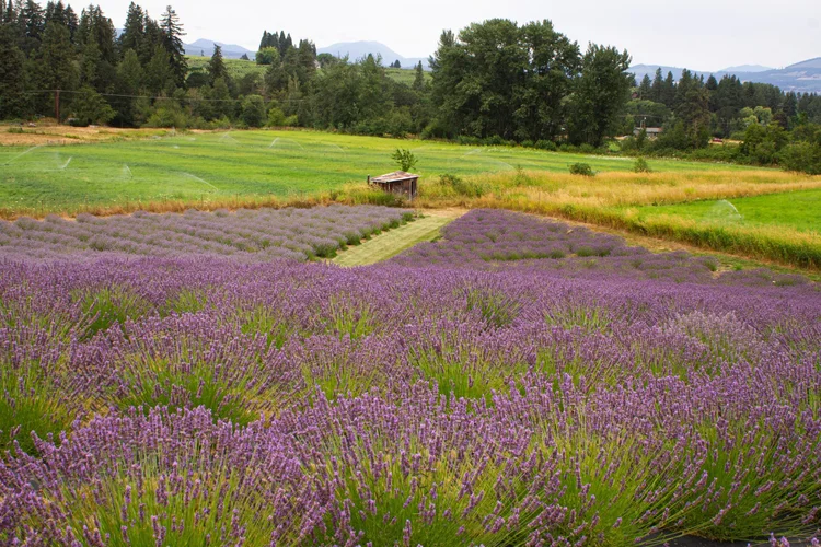 7 Stunning Lavender Farms near Portland — Pines and Vines