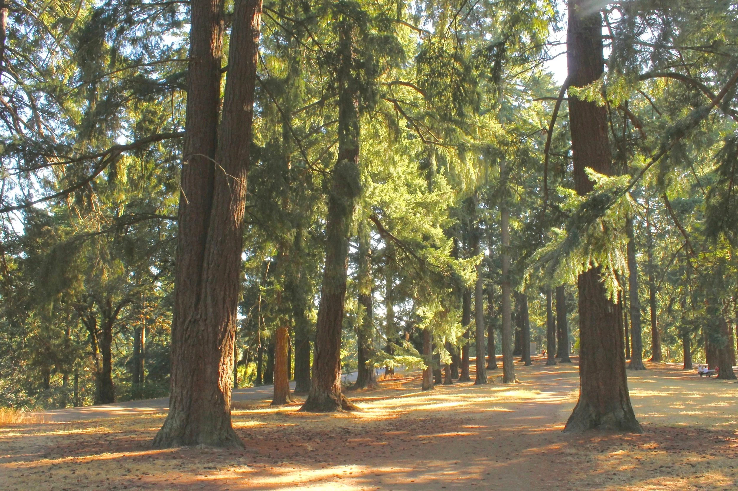 12 Beautiful Parks for Hiking in Portland — Pines and Vines — Pines and ...
