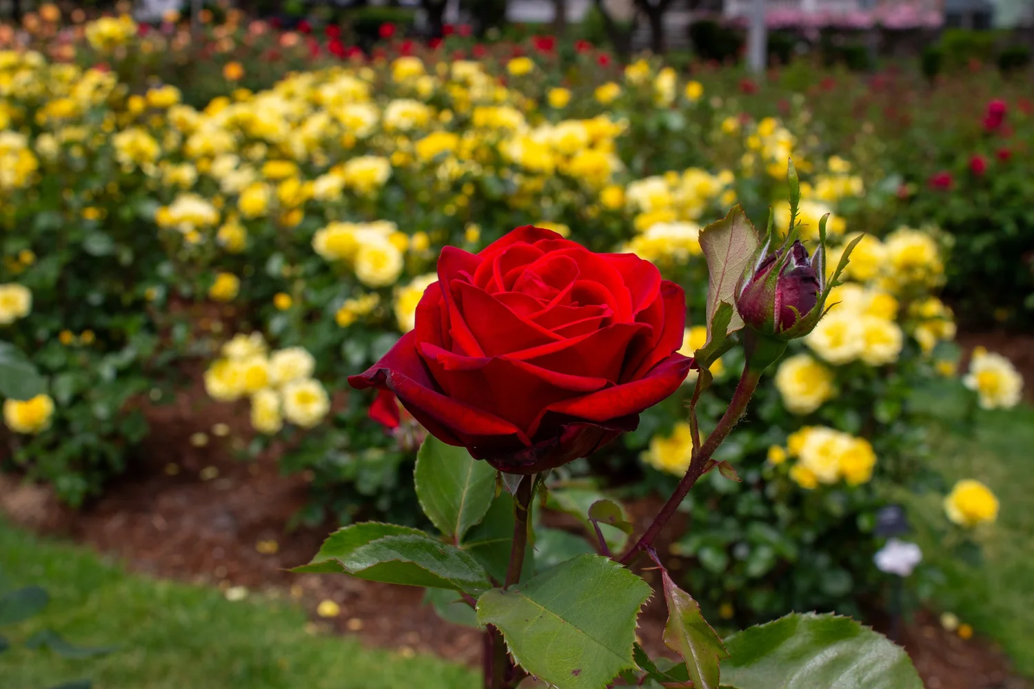 Portland’s 10 Most Beautiful Gardens — Pines and Vines