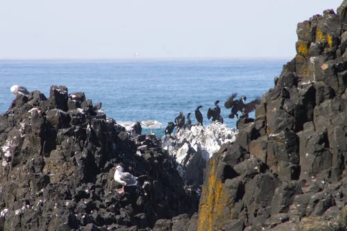 How to Visit Seal Rock State Recreation Site — Pines and Vines