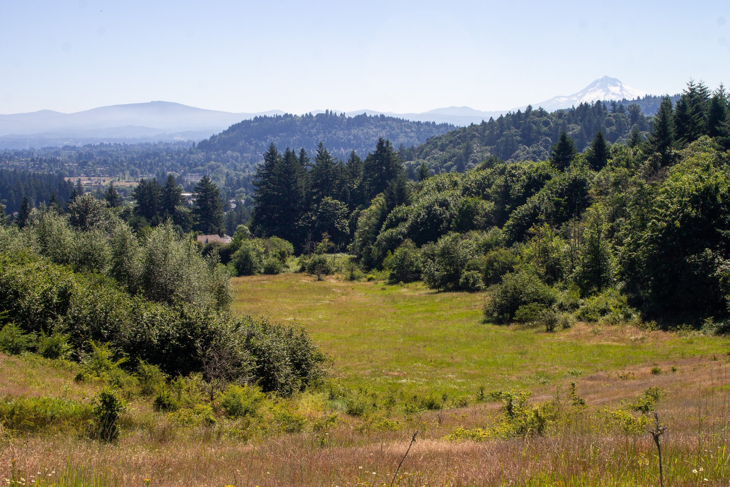 10 Stunning Wildflower Hikes in Portland — Pines and Vines
