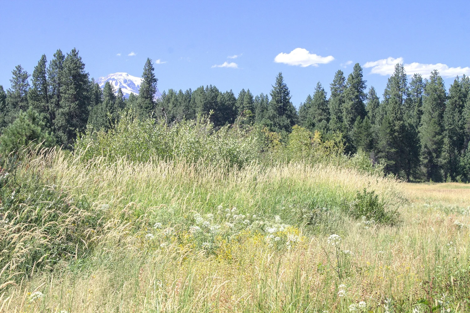 7 Fun Things to Do Near Mount Adams — Pines and Vines