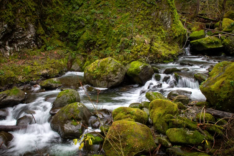Multnomah Falls - Wahkeena Falls Loop Hike — Pines and Vines — Pines ...