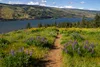 The Glorious Wildflowers of the Mosier Plateau — Pines and Vines