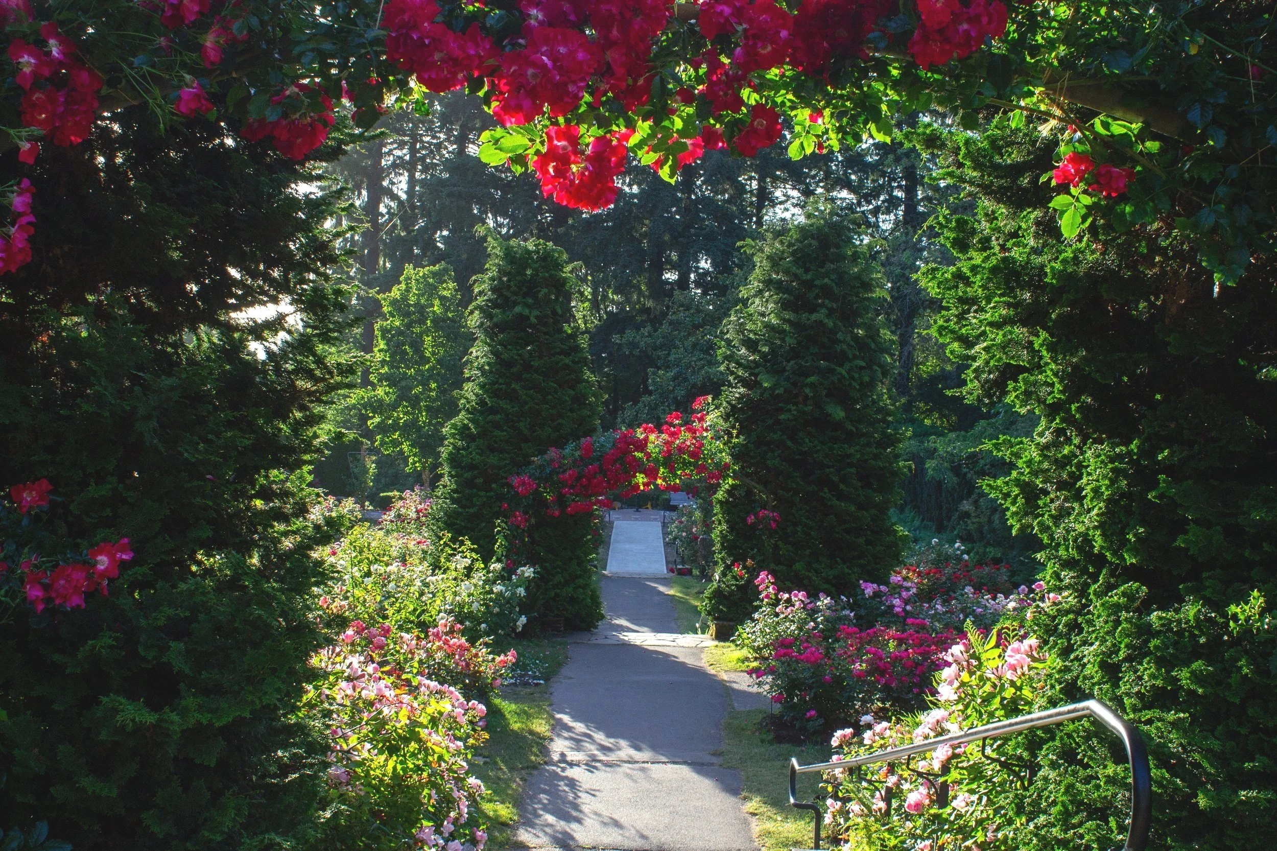 Quick Guide to the Portland Rose Garden — Pines and Vines