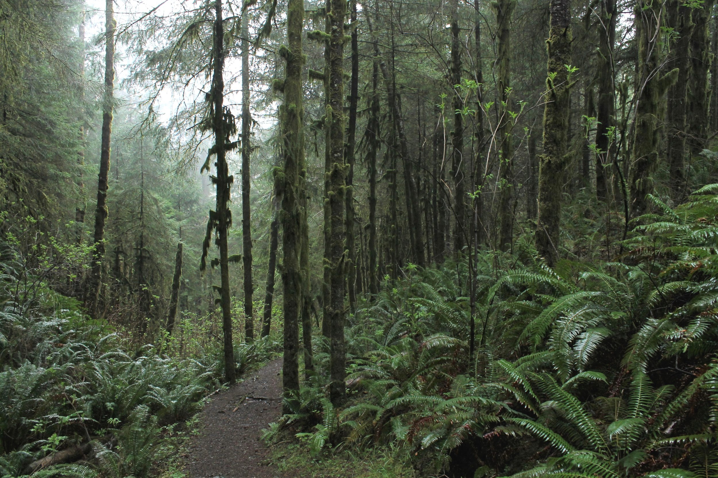 Detailed directions to Secret Beach, Oregon — Pines and Vines