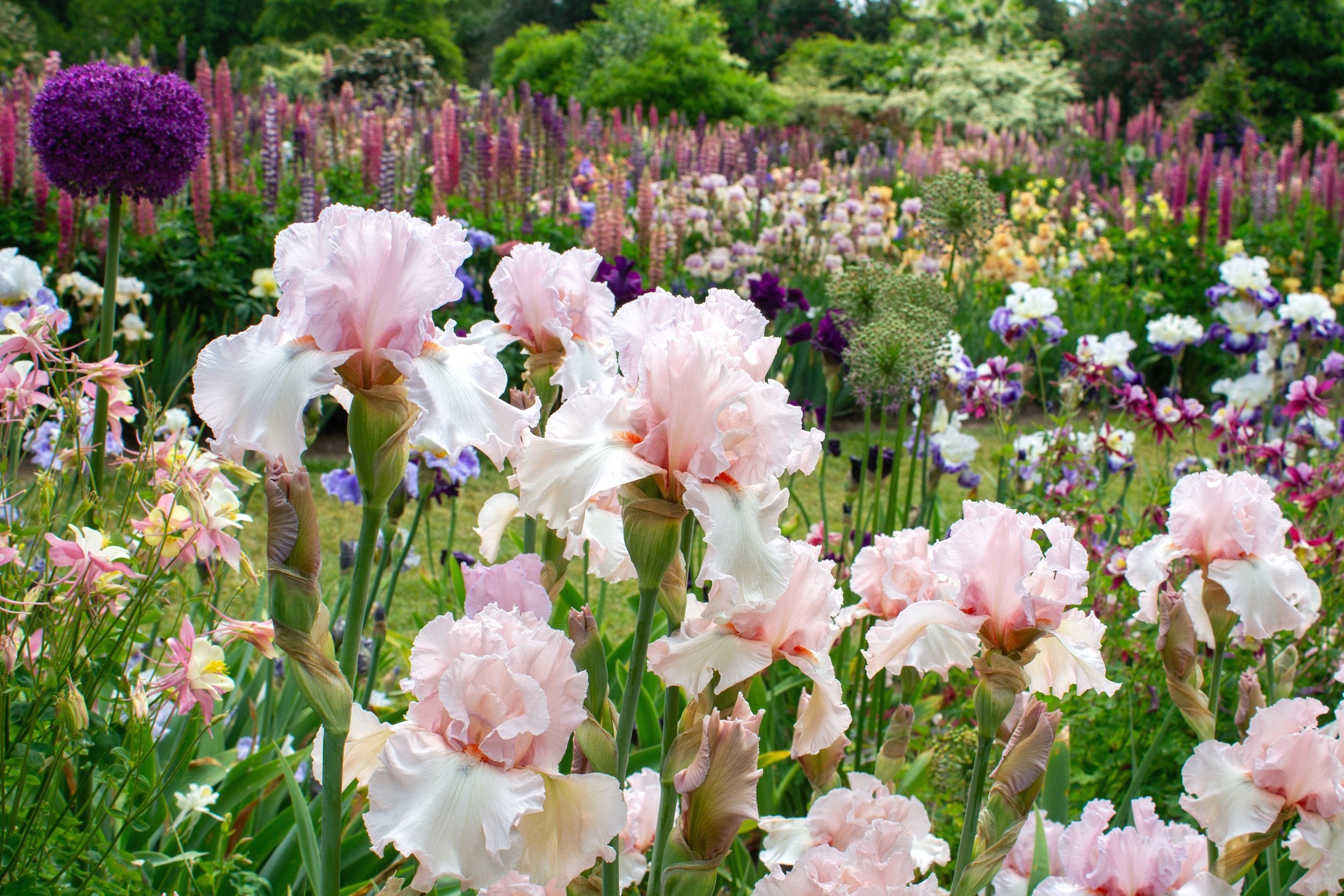 Quick Guide to the Iris and Peony Festivals in Salem, OR — Pines and Vines