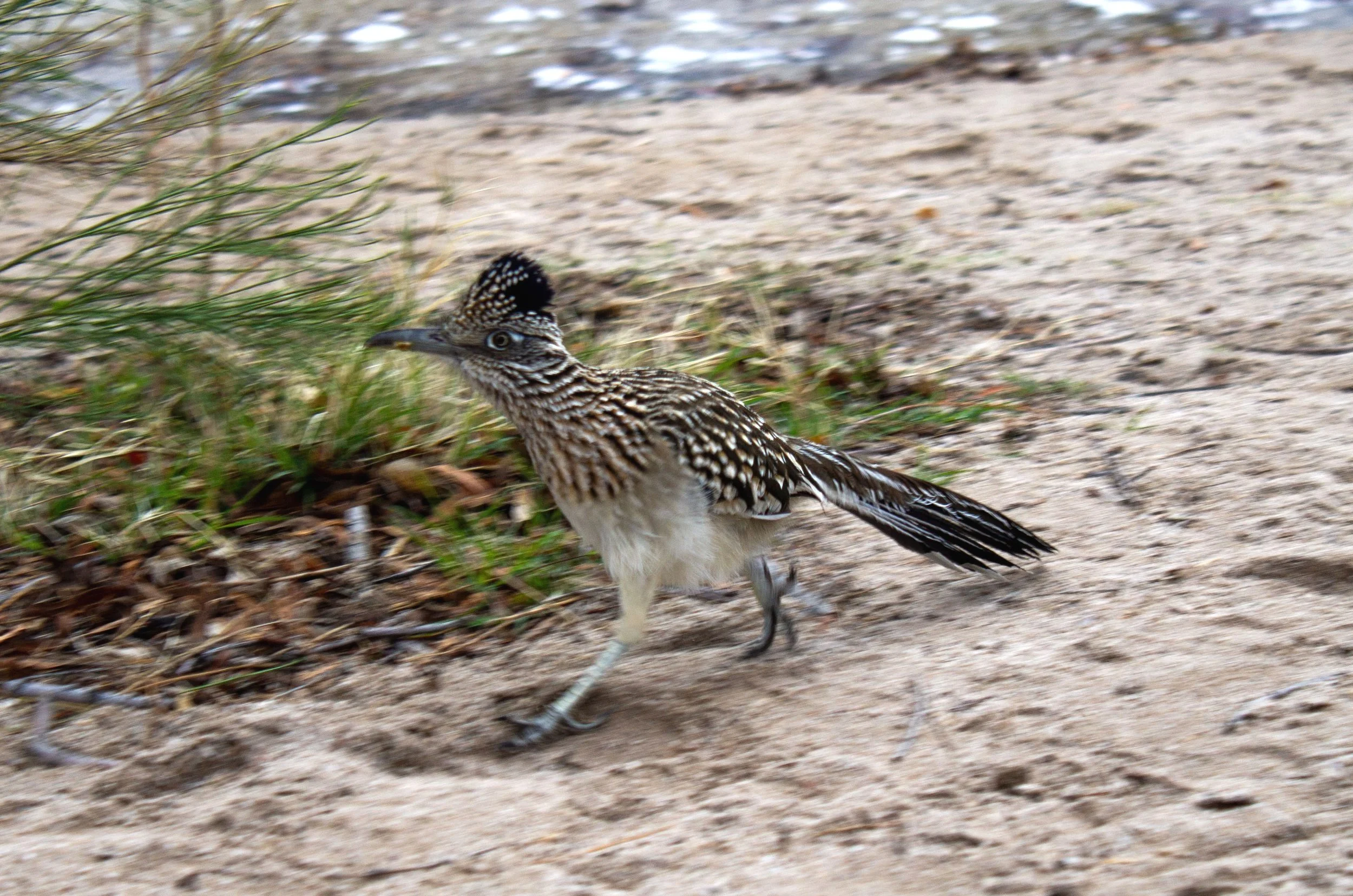 Quick Guide to Visiting Tucson, AZ, in the Winter — Pines and Vines