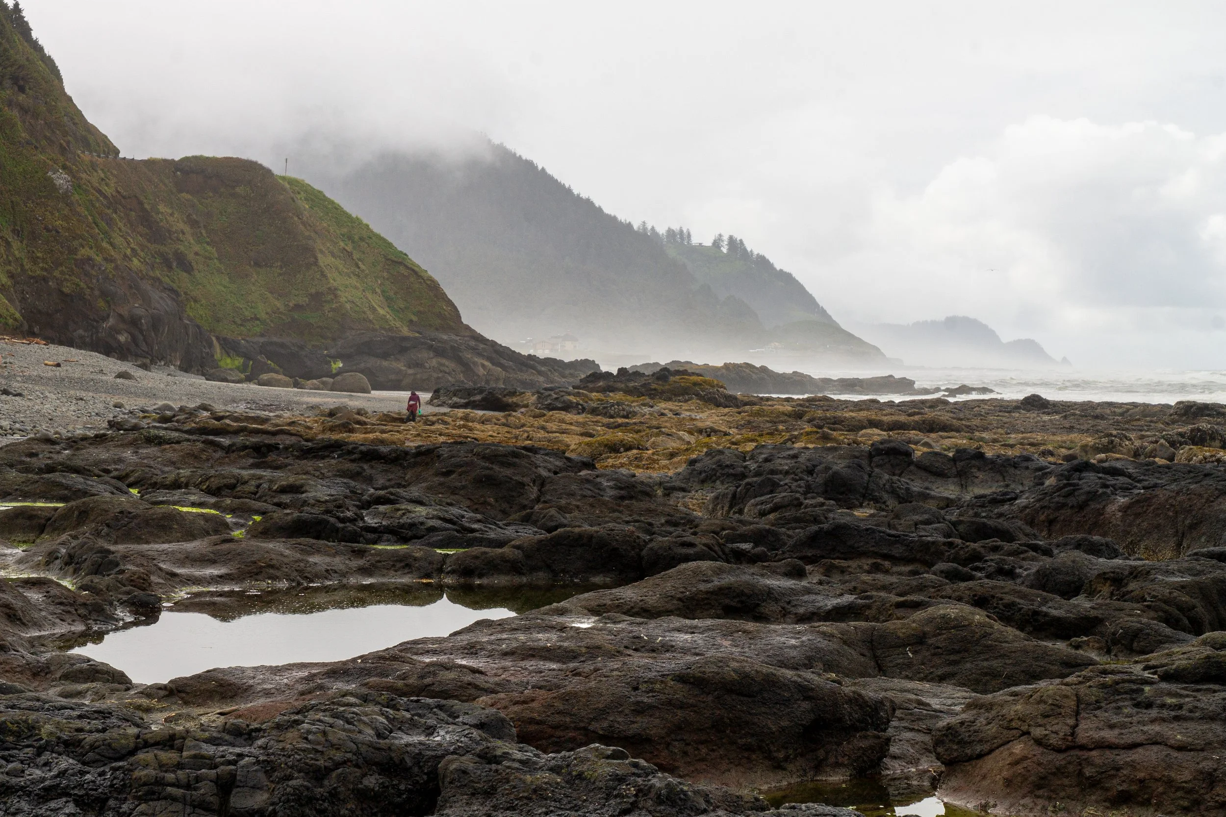 Neptune State Scenic Viewpoint — Pines and Vines