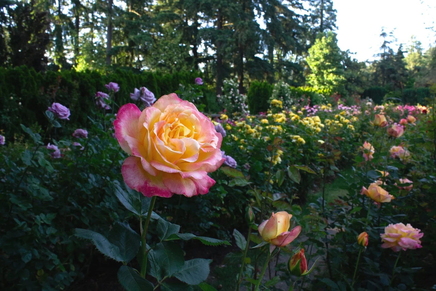 Quick Guide to the Portland Rose Garden — Pines and Vines