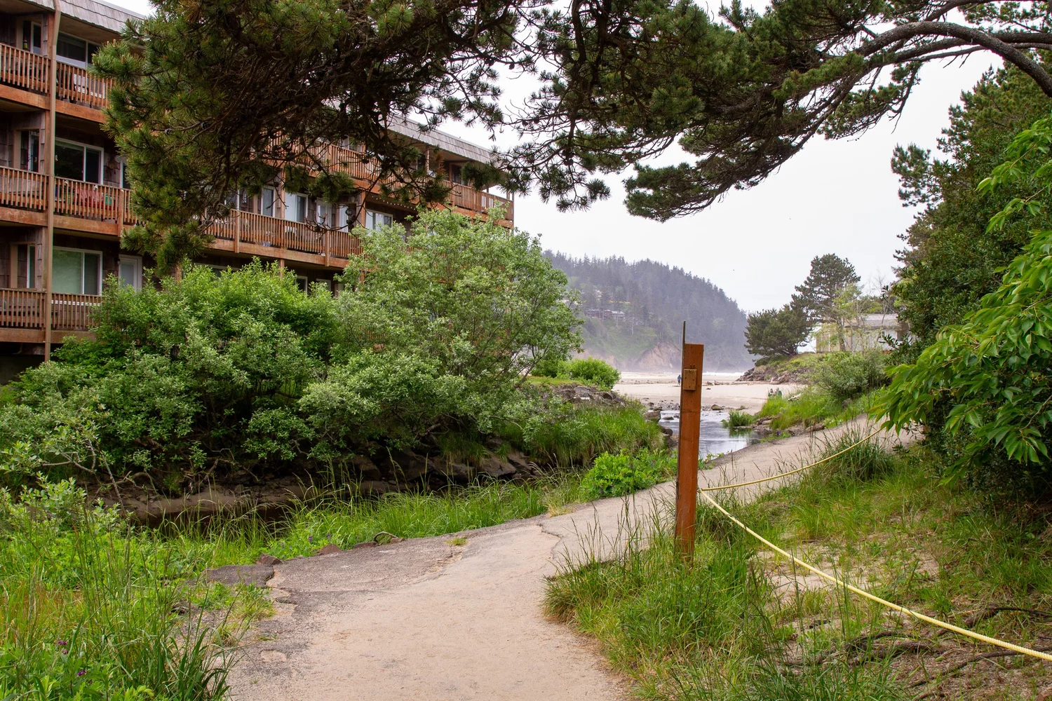 The Mysterious Neskowin Ghost Forest — Pines and Vines — Pines and Vines