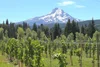 Best 11 Things to Do in the Hood River Fruit Loop — Pines and Vines ...