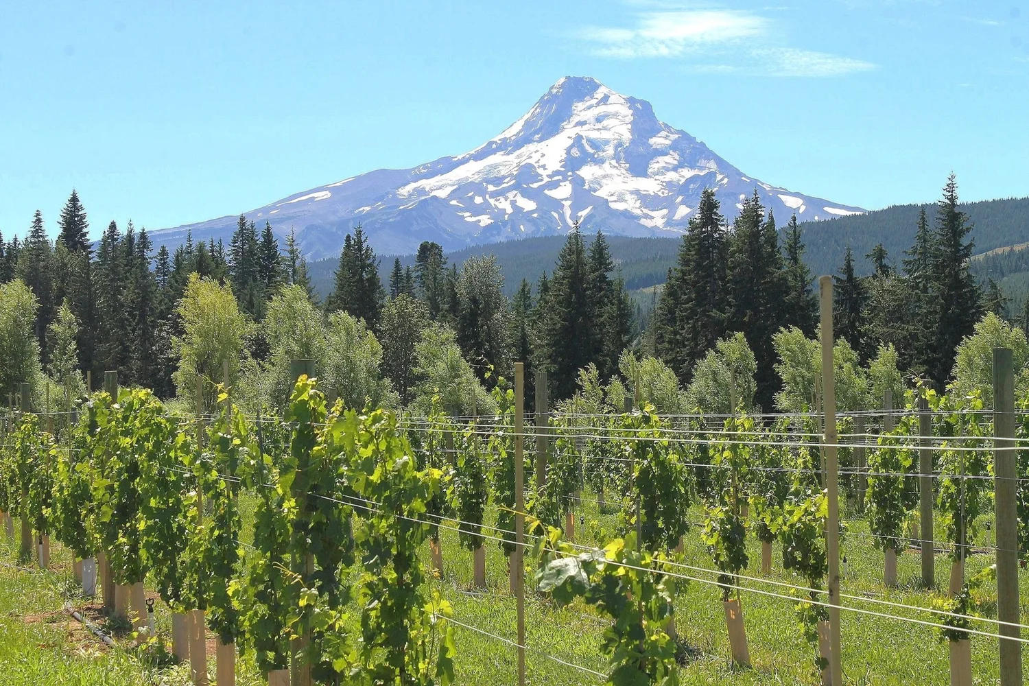 Best 11 Things to Do in the Hood River Fruit Loop — Pines and Vines ...