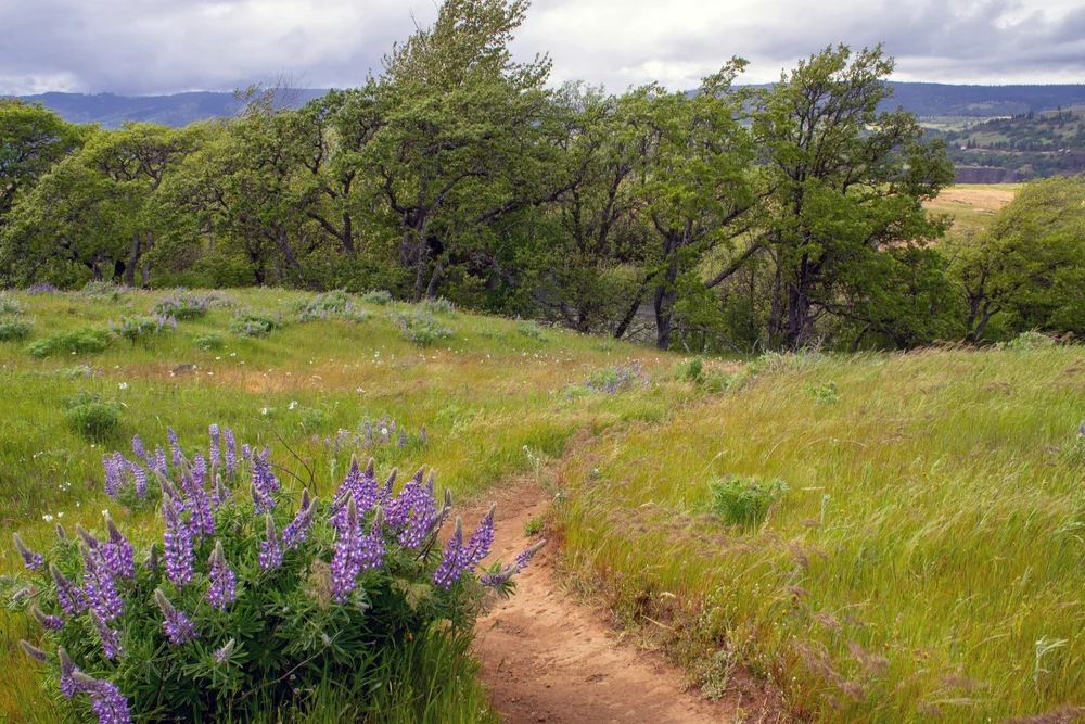 Rowena Plateau Wildflower Hike — Pines and Vines