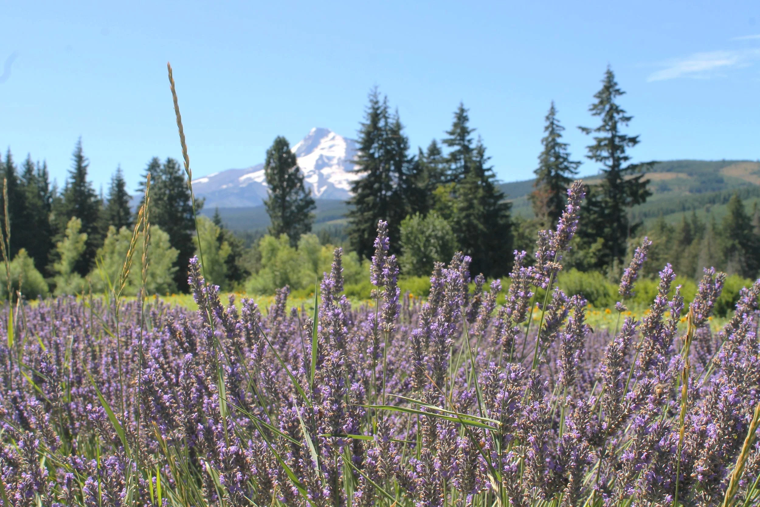 Best 11 Things to Do in the Hood River Fruit Loop — Pines and Vines ...