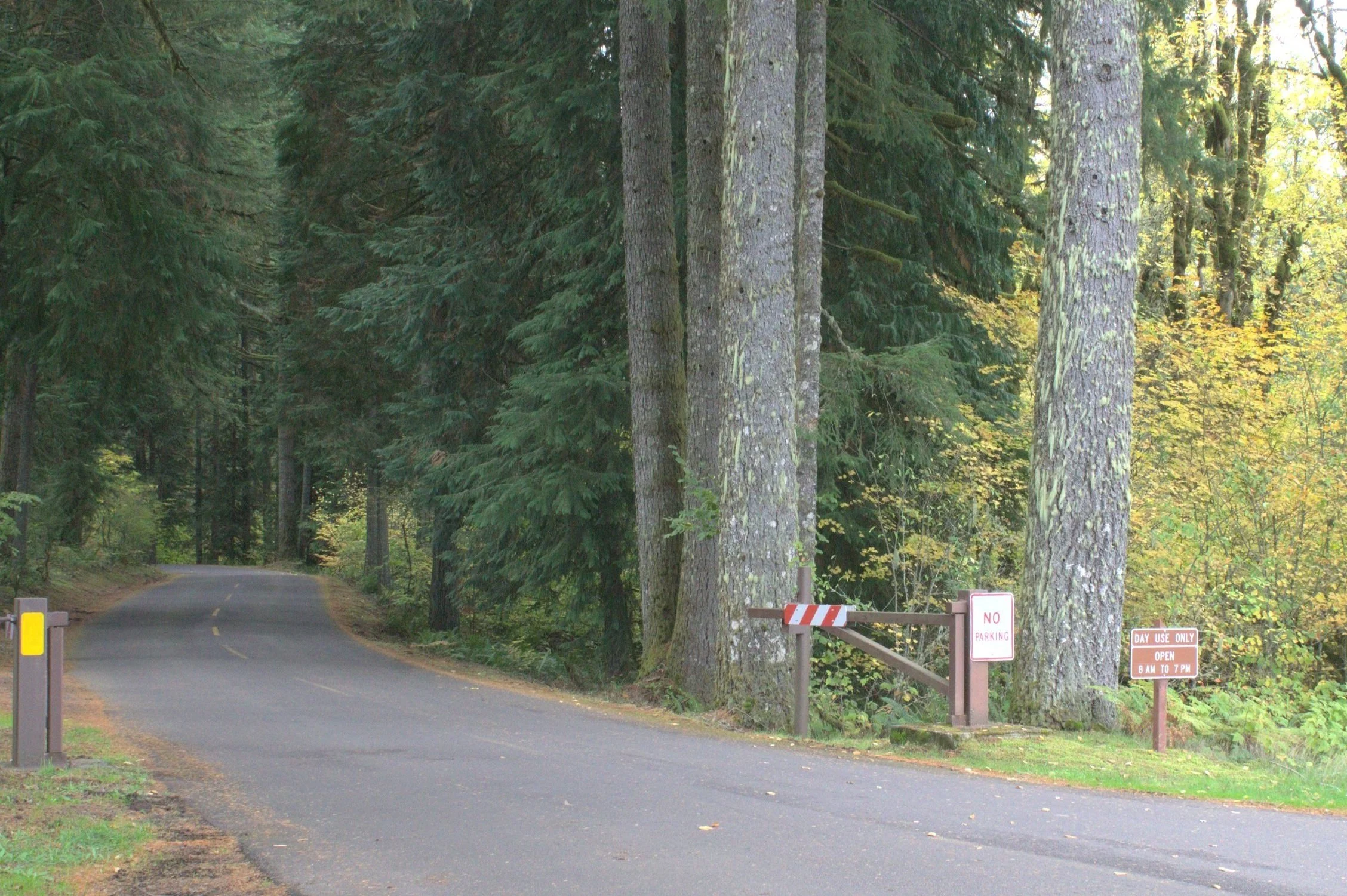 Hike the New North Rim Trail at Silver Falls State Park — Pines and Vines