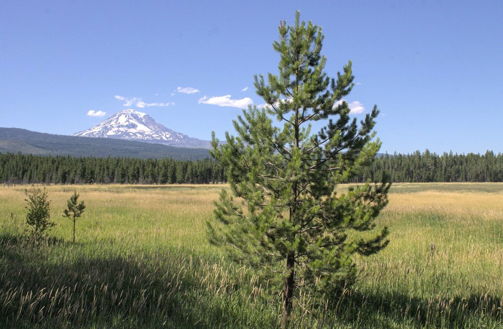 7 Fun Things to Do Near Mount Adams — Pines and Vines