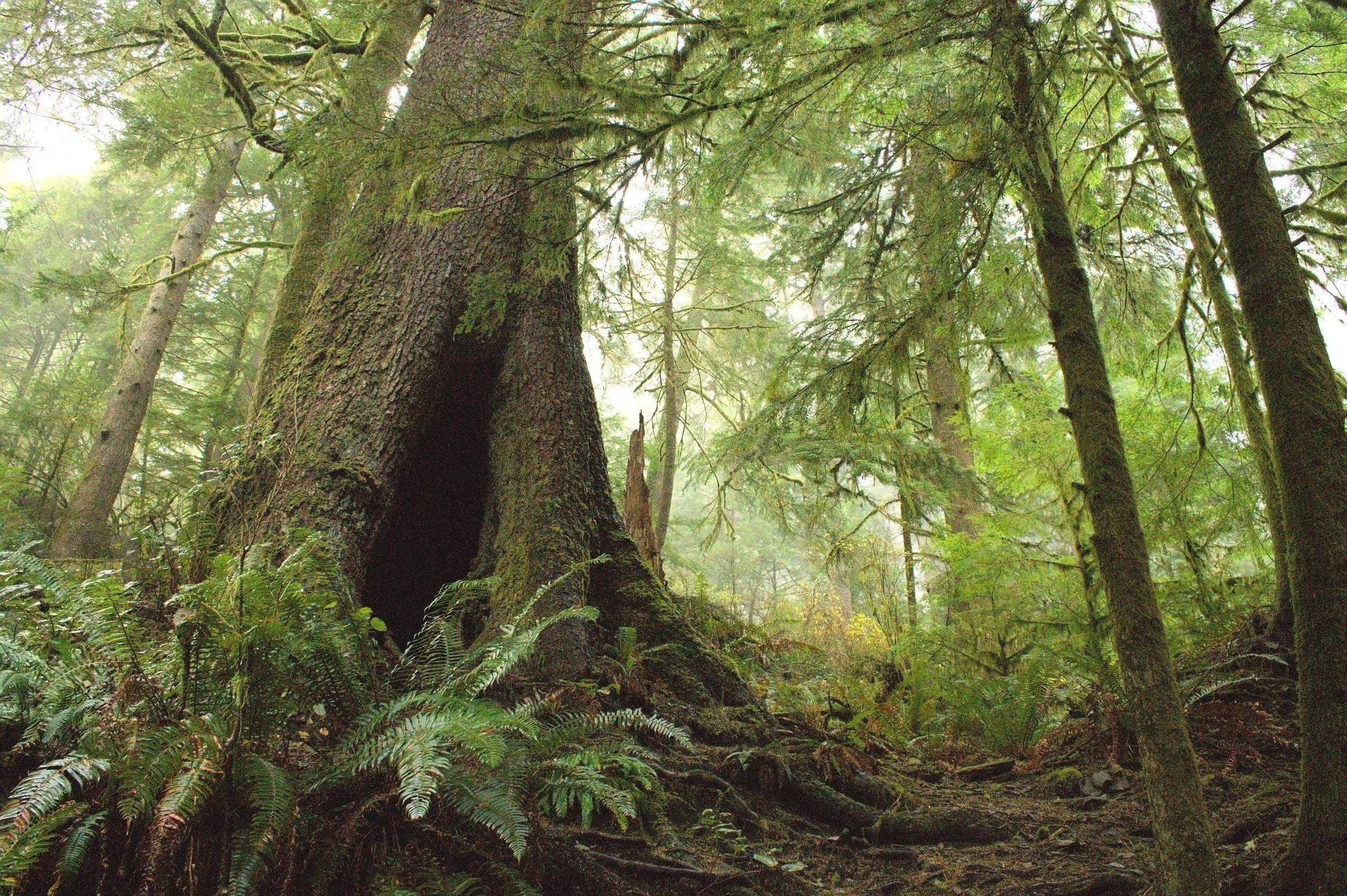 Ecola State Park and the Clatsop Loop Trail — Pines and Vines — Pines ...