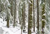 20 Best Things to Do in Portland in the Winter — Pines and Vines