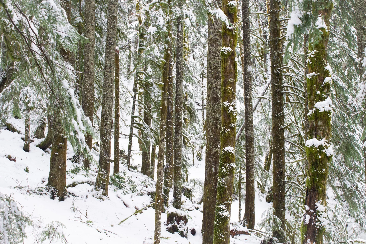 20 Best Things to Do in Portland in the Winter — Pines and Vines