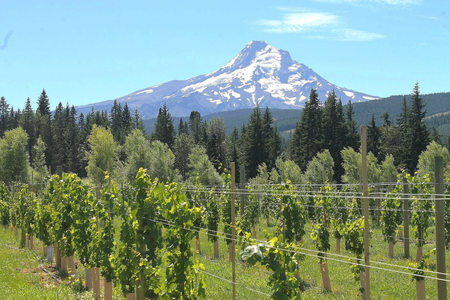 Best 11 Things to Do in the Hood River Fruit Loop — Pines and Vines ...