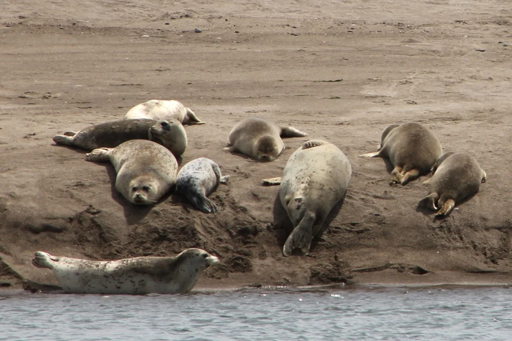 20 Awesome Day Trips from Portland — Pines and Vines