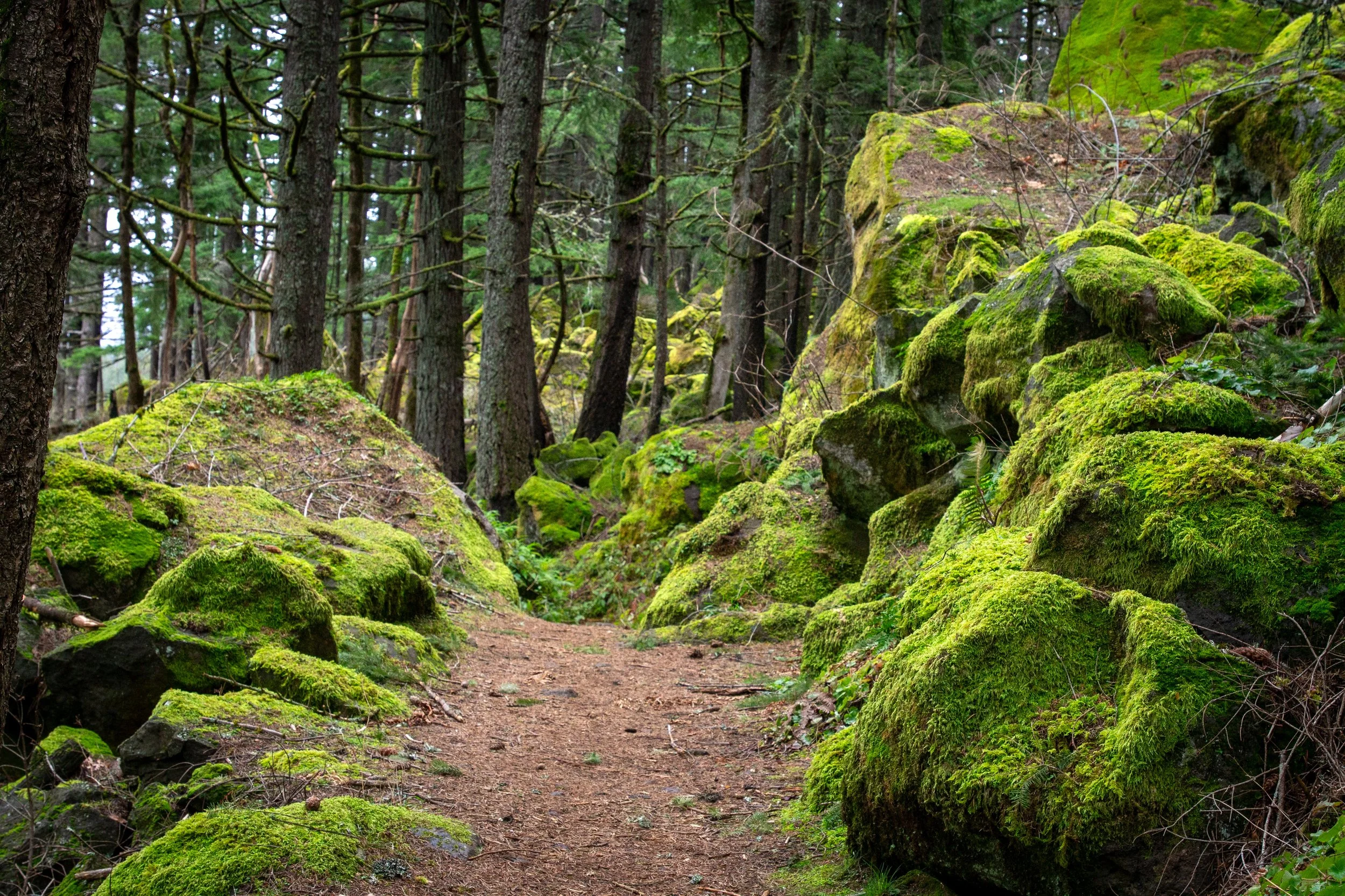 15 Hidden Gem Hikes near Portland — Pines and Vines