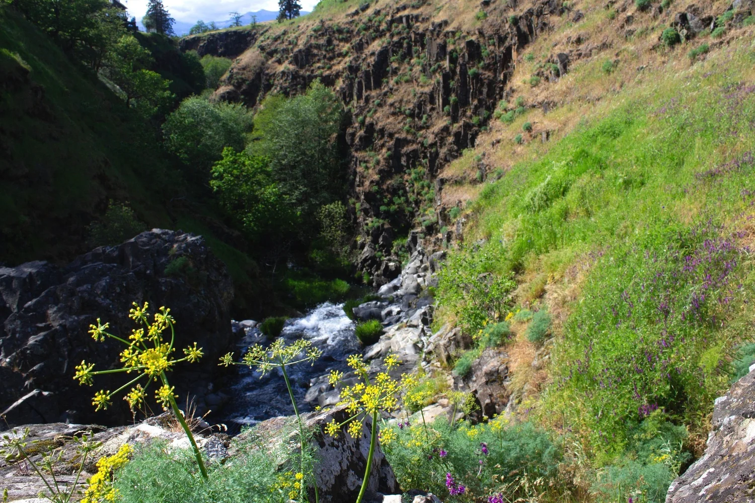 The Glorious Wildflowers of the Mosier Plateau — Pines and Vines