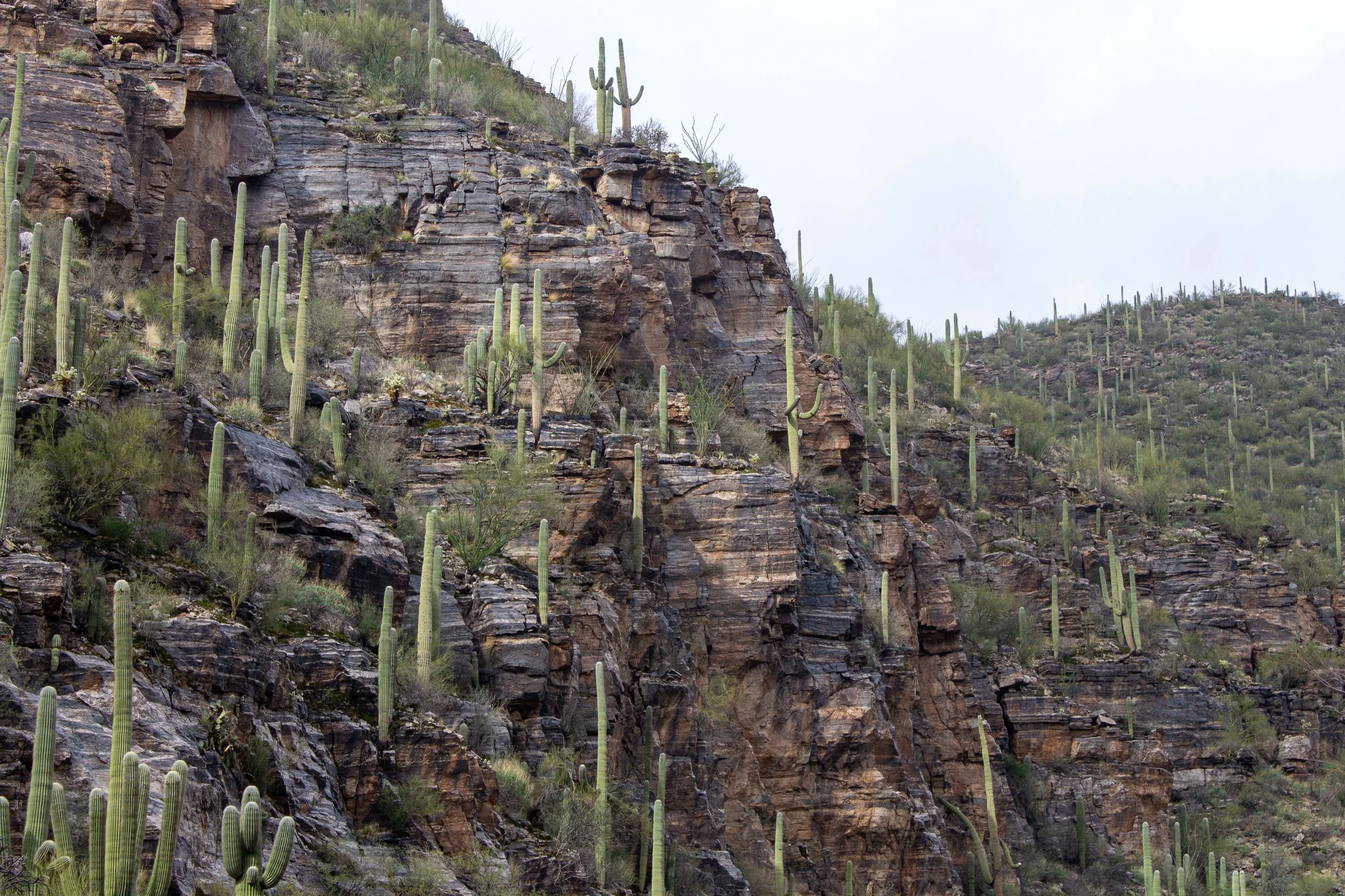 Quick Guide to Visiting Tucson, AZ, in the Winter — Pines and Vines