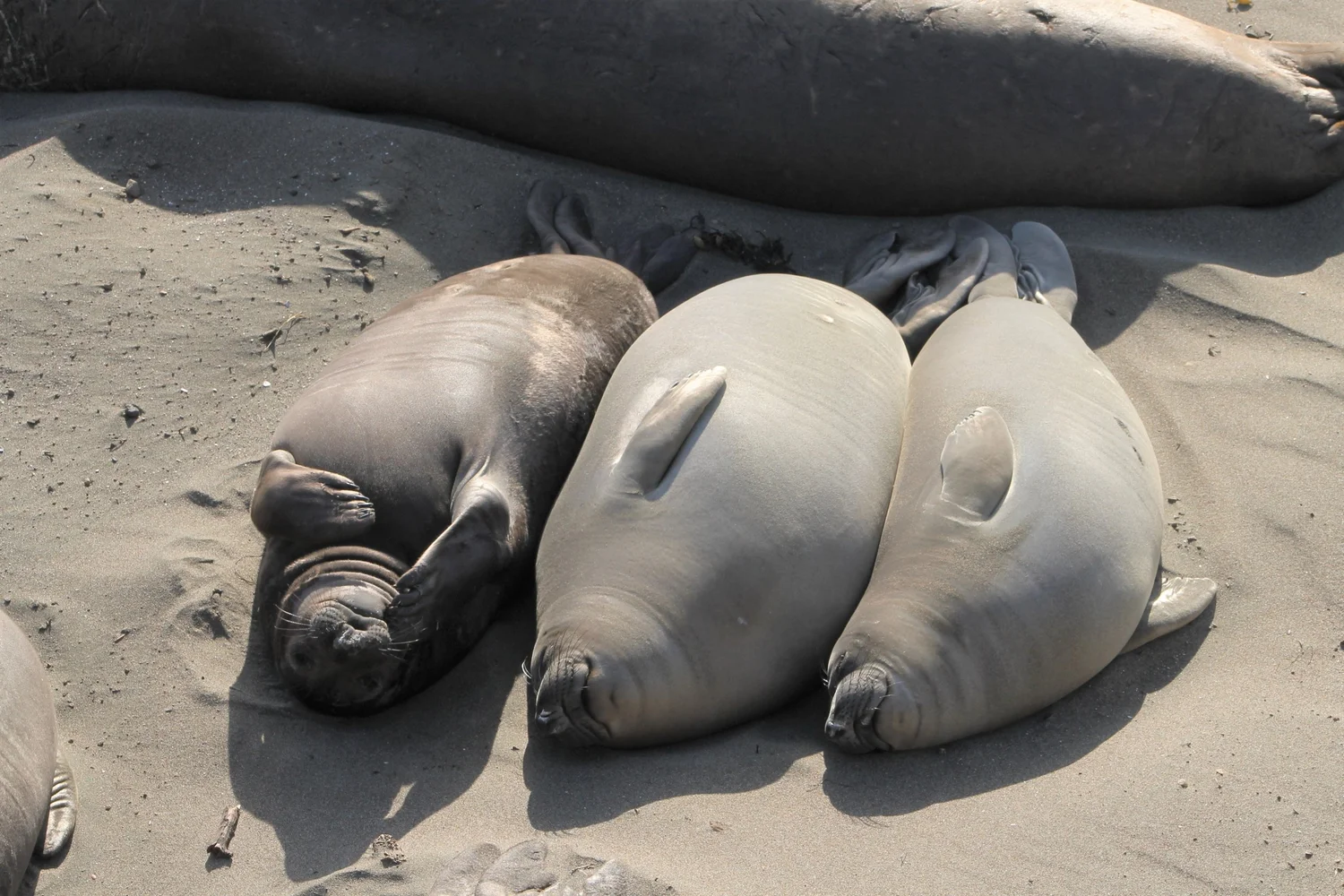 Amazing Wildlife of the Oregon Coast (and where to see it! — Pines and ...