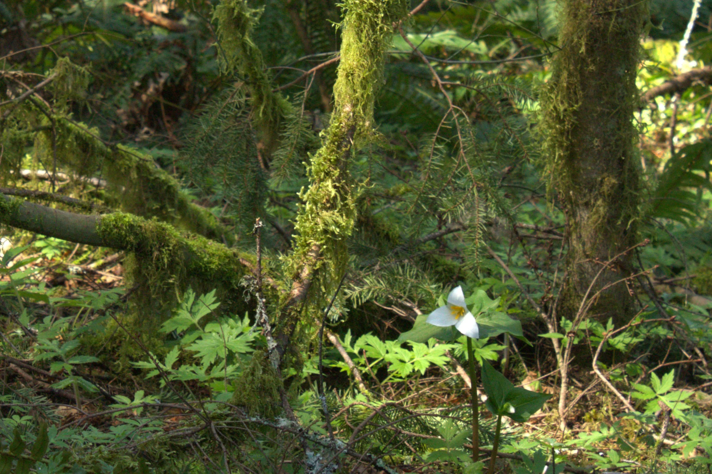 10 Great Spring Hikes near Portland — Pines and Vines