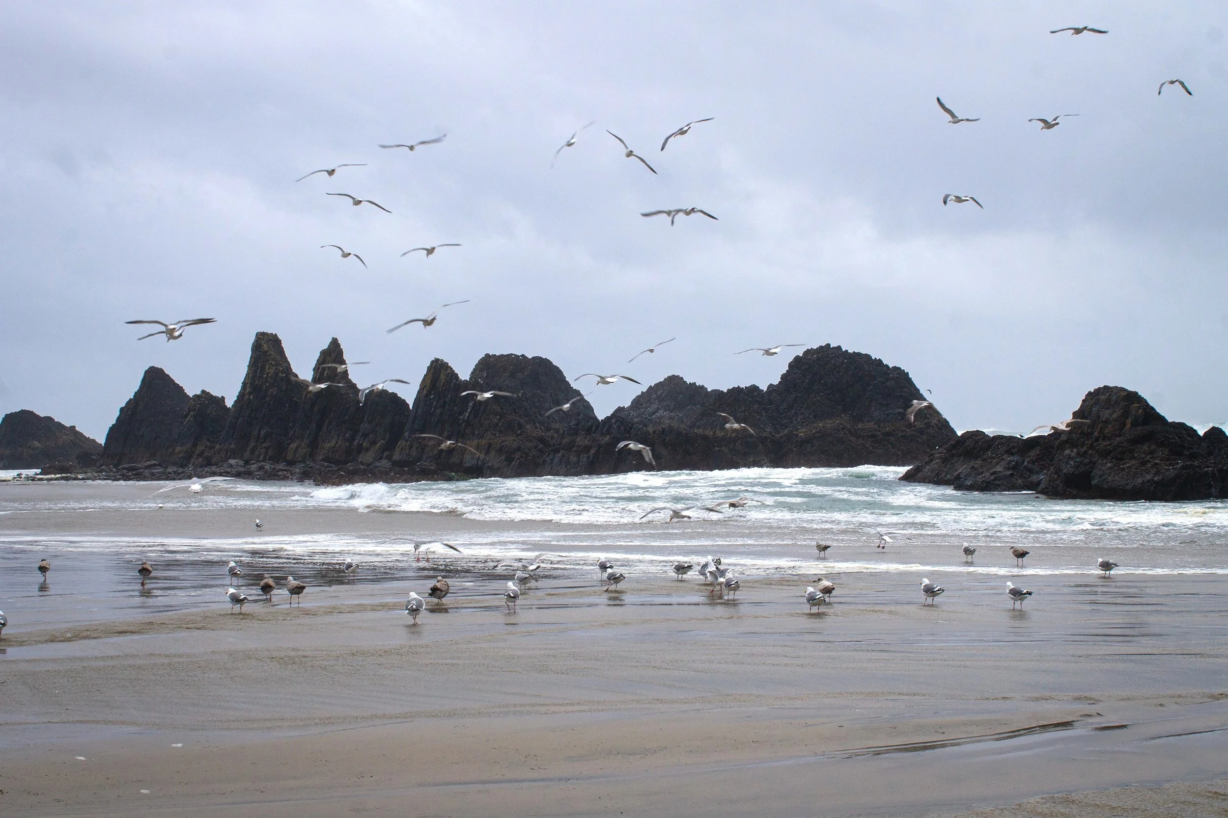 How to Visit Seal Rock State Recreation Site — Pines and Vines