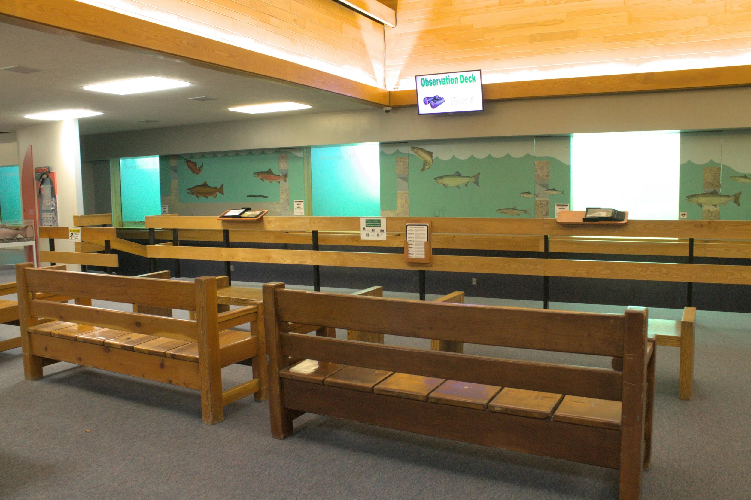 How to Watch the Salmon Migrate at Bonneville Dam — Pines and Vines