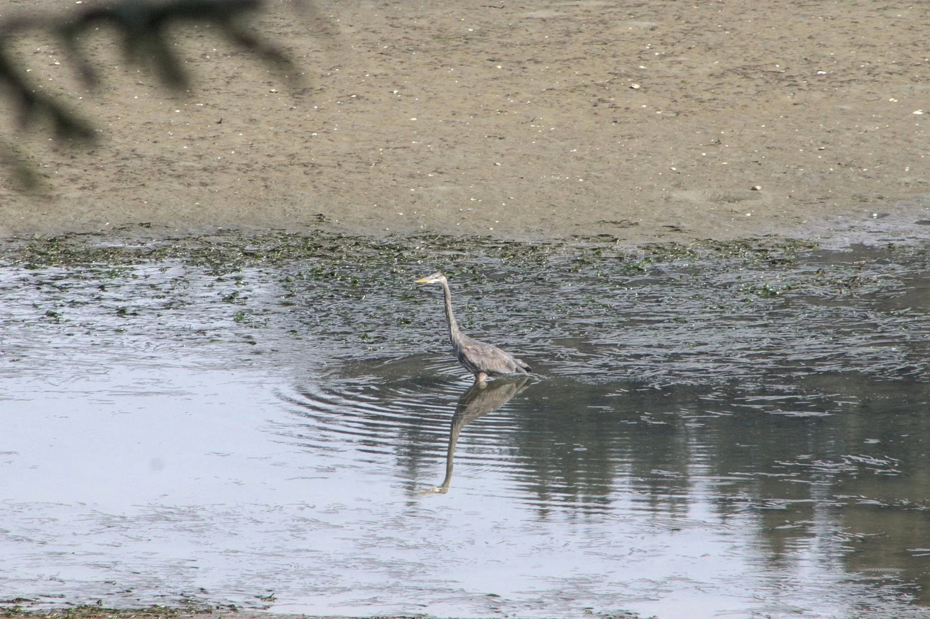 Birds, Trails, and Beaches at Sitka Sedge State Natural Area — Pines ...