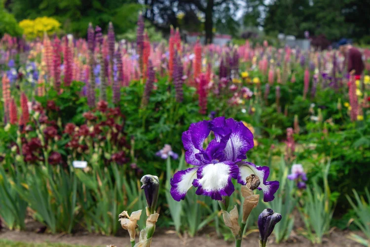 Quick Guide to the Iris and Peony Festivals in Salem, OR — Pines and Vines