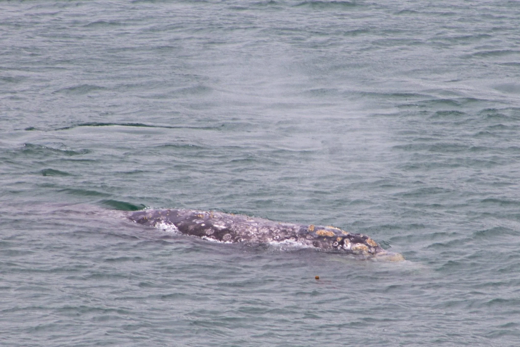 Quick Guide to Whale Watching at the Oregon Coast — Pines and Vines