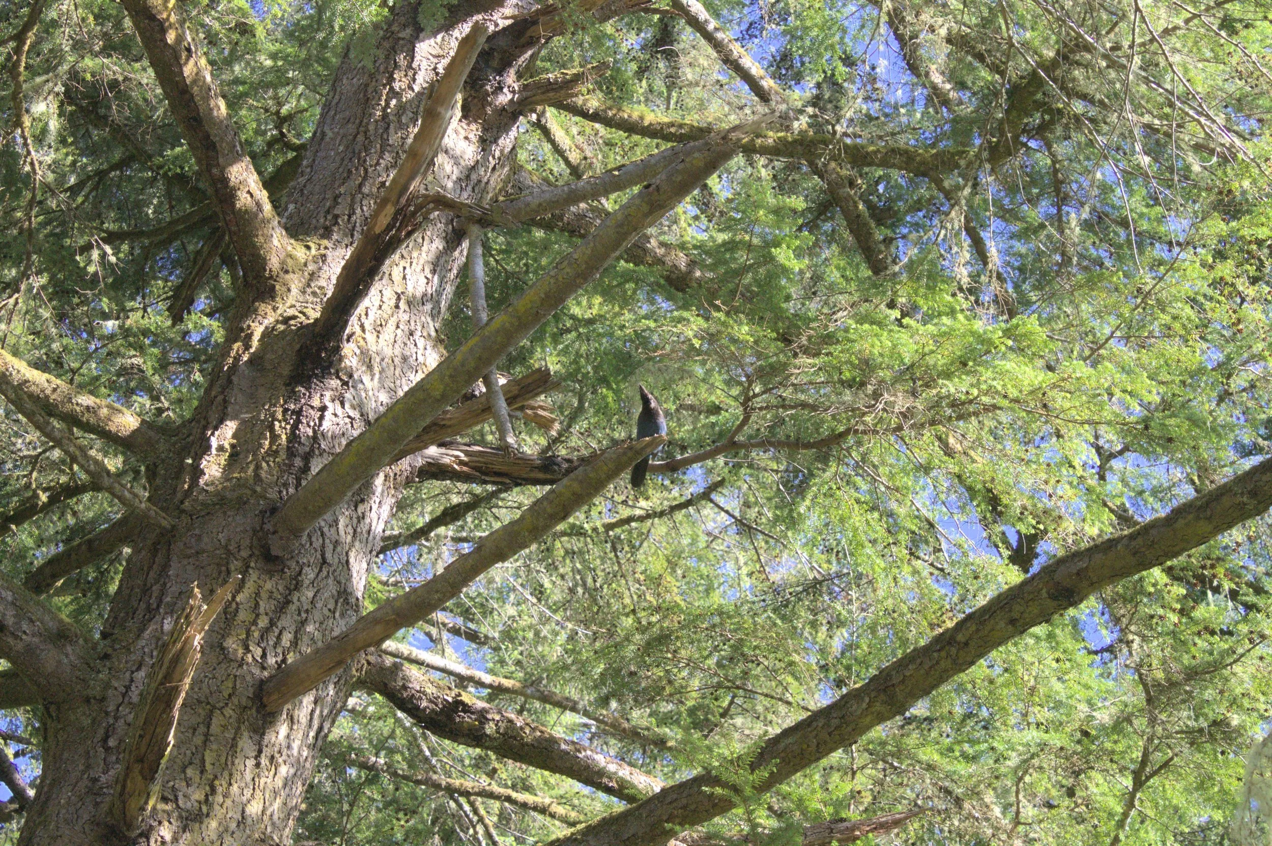 Hiking the Big Tree Trail in Rockaway Beach — Pines and Vines
