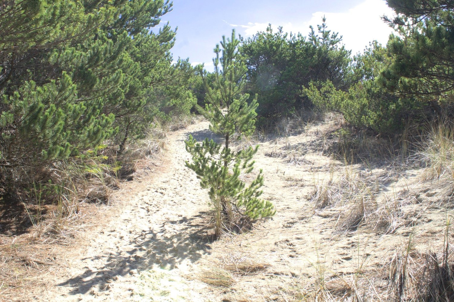 Sitka Sedge State Natural Area Hiking Guide — Pines and Vines