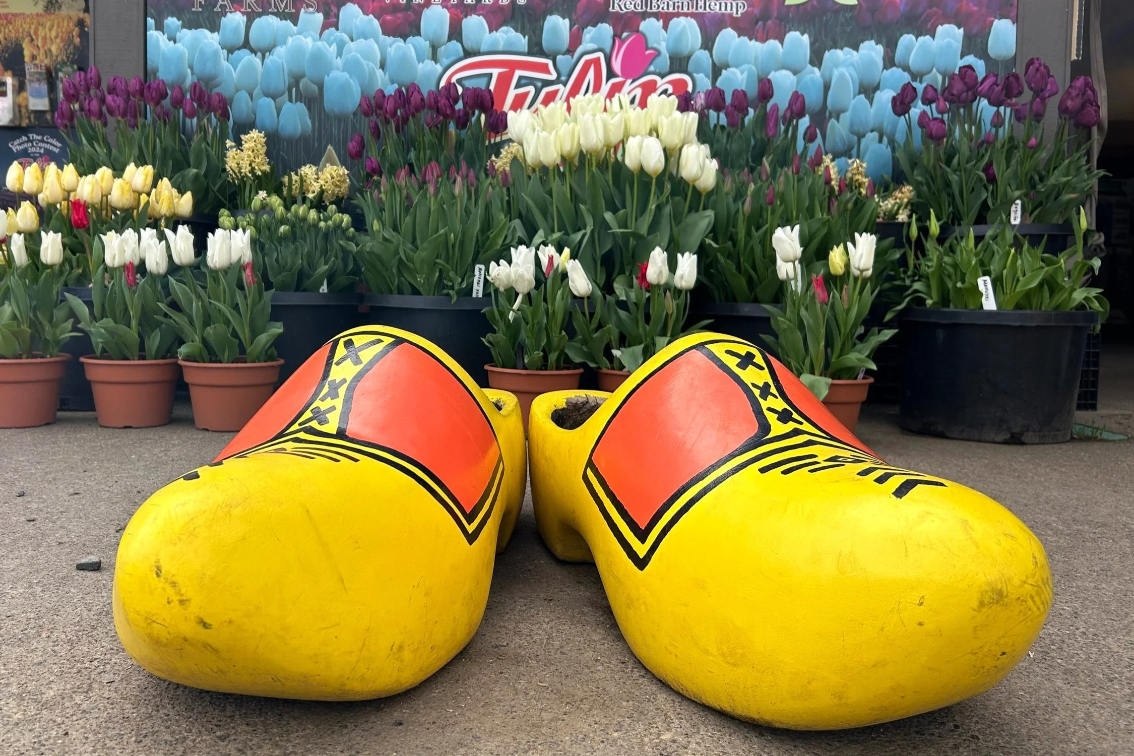 How to Visit the Wooden Shoe Tulip Festival — Pines and Vines