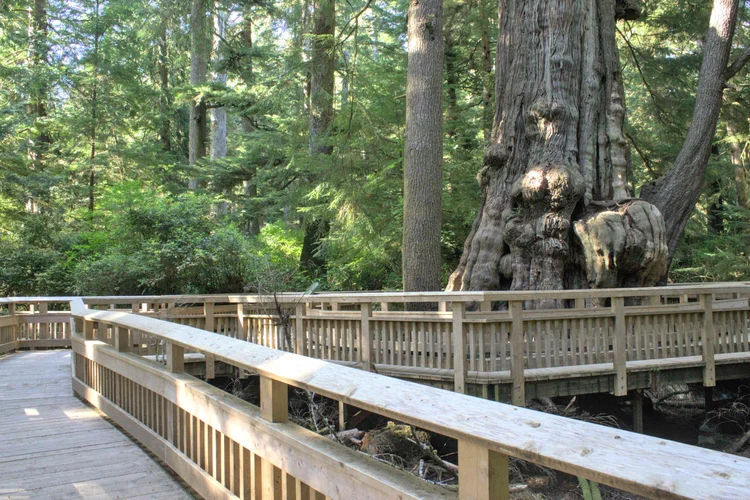 Hiking the Big Tree Trail in Rockaway Beach — Pines and Vines